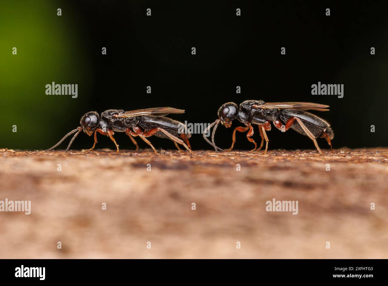 Female Vanhorniid Wasps (Vanhornia eucnemidarum) ovipositing into dead ...