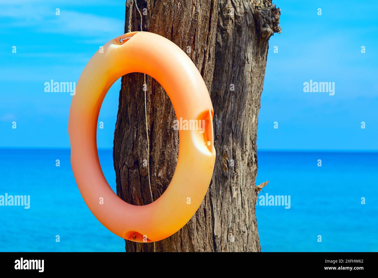 Life preserver is hanging from a tree by a body of water. Ready for ...