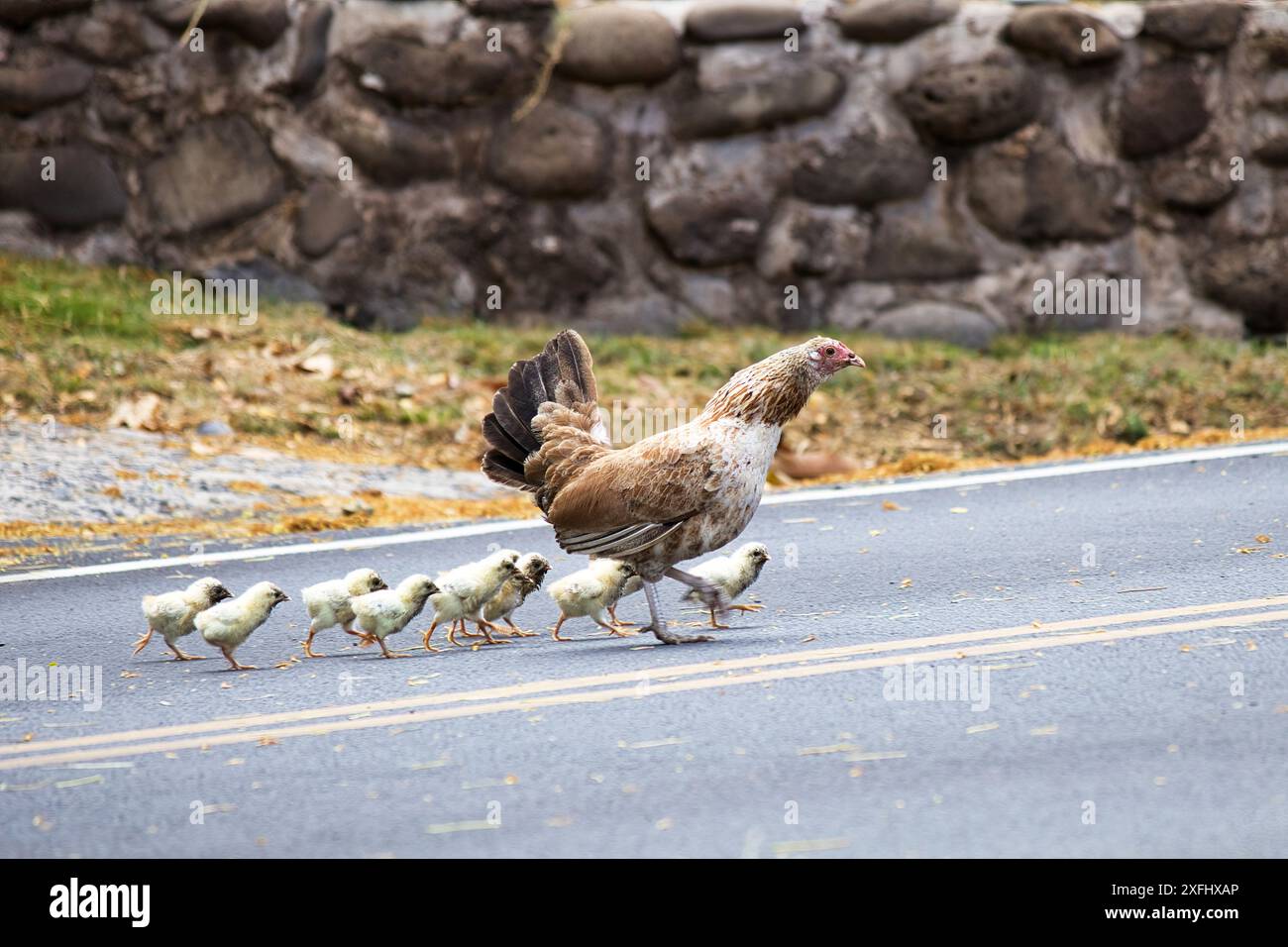Mother chicke crossing the road with her eight babies Stock Photo - Alamy