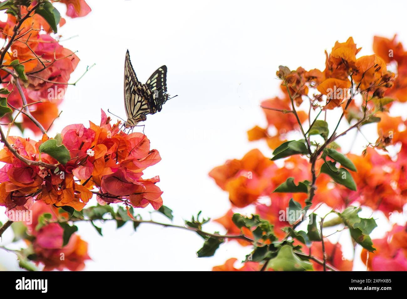 Close-up of a yellow swallowtail butterfly landing on a bougainvilla to ...