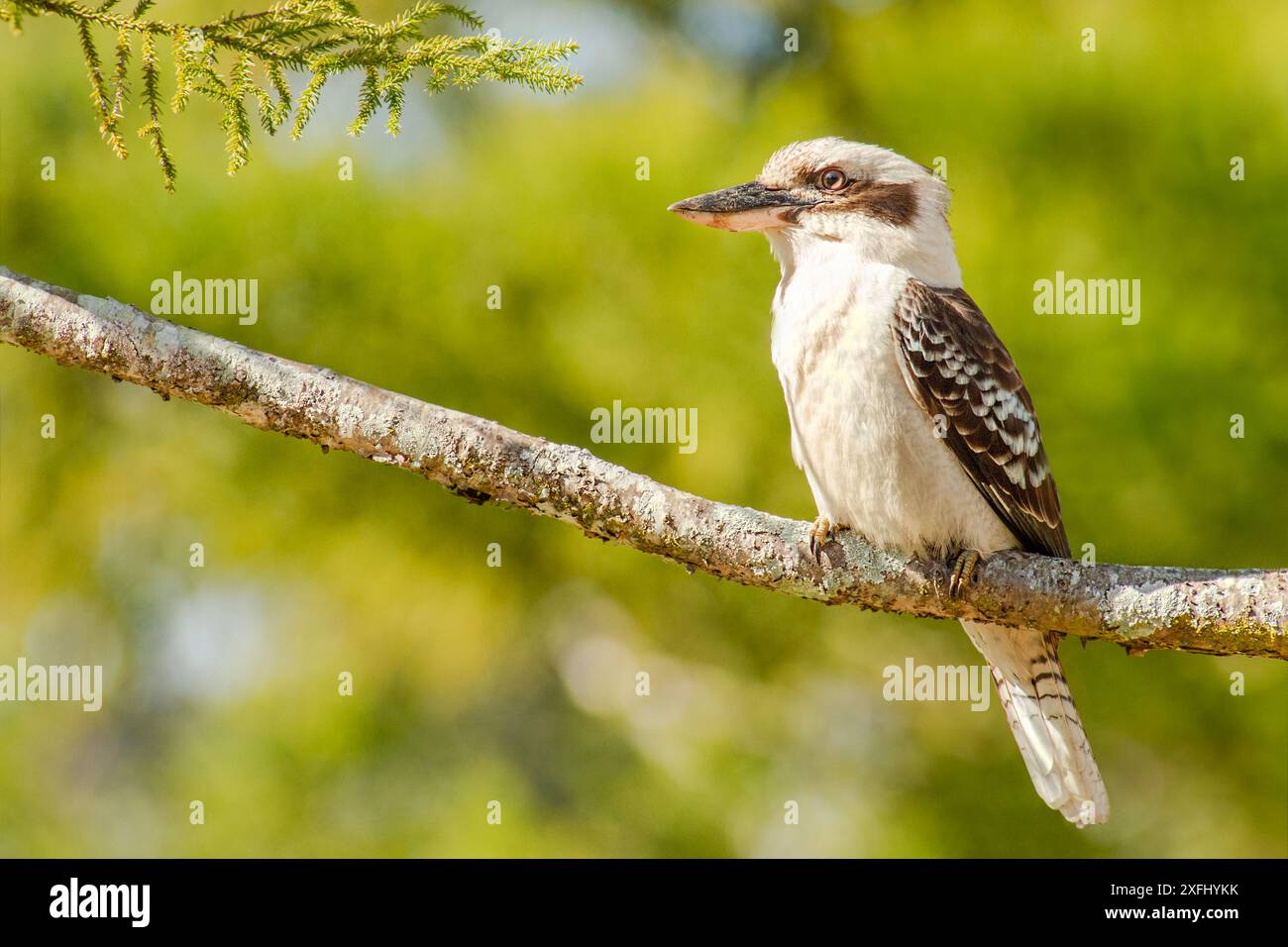 The laughing kookaburra is a bird in the kingfisher subfamily ...