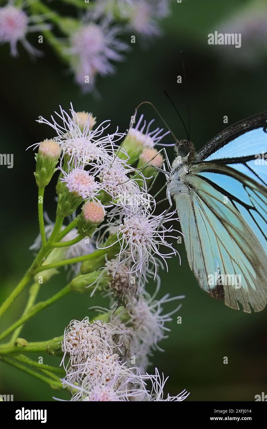 beautiful common wanderer or malayan wanderer butterfly (pareronia ...