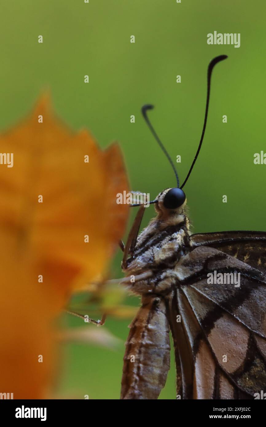 lime butterfly or lemon butterfly (papilio demoleus) also known as ...
