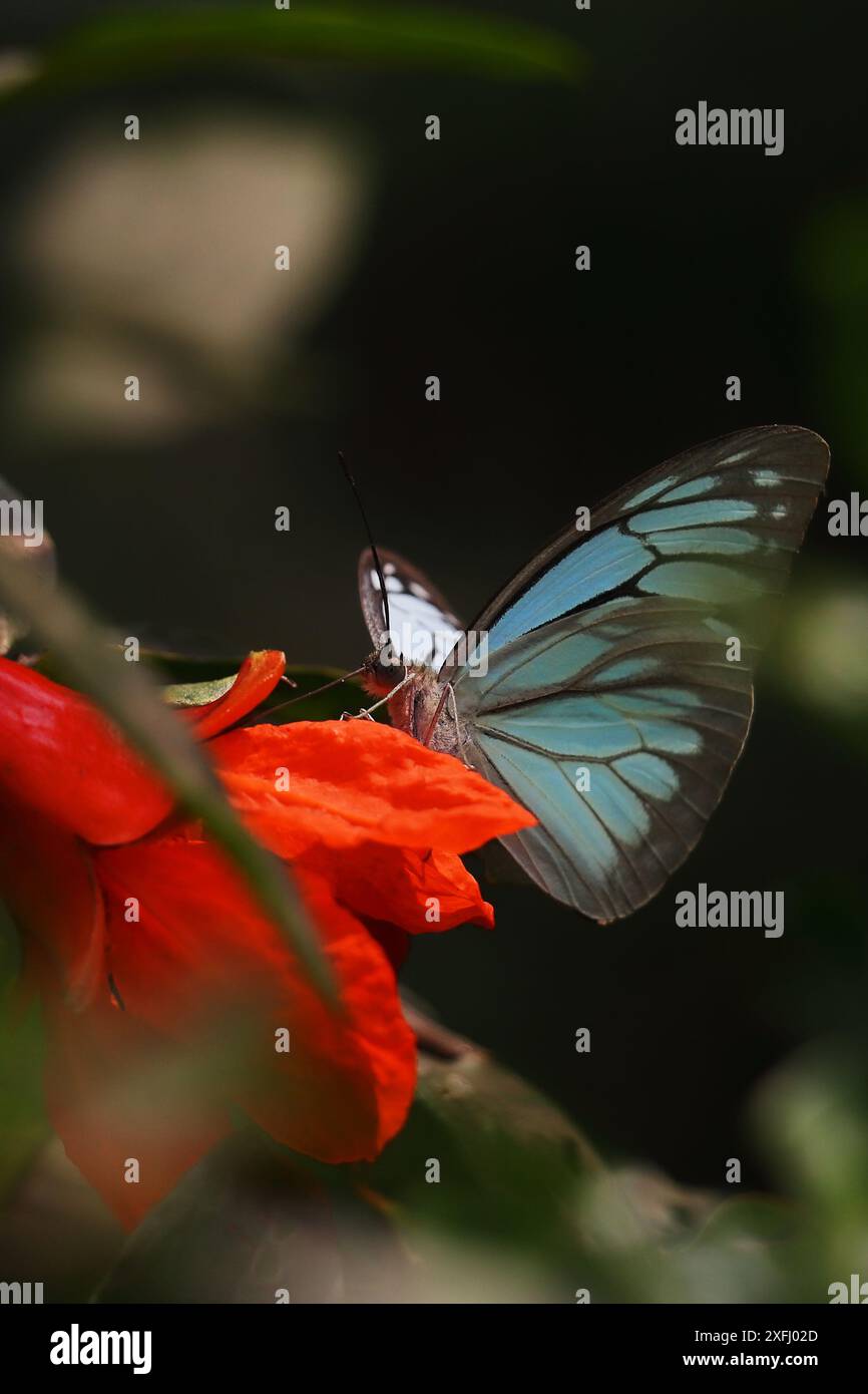 Malayan wanderer butterfly hi-res stock photography and images - Alamy