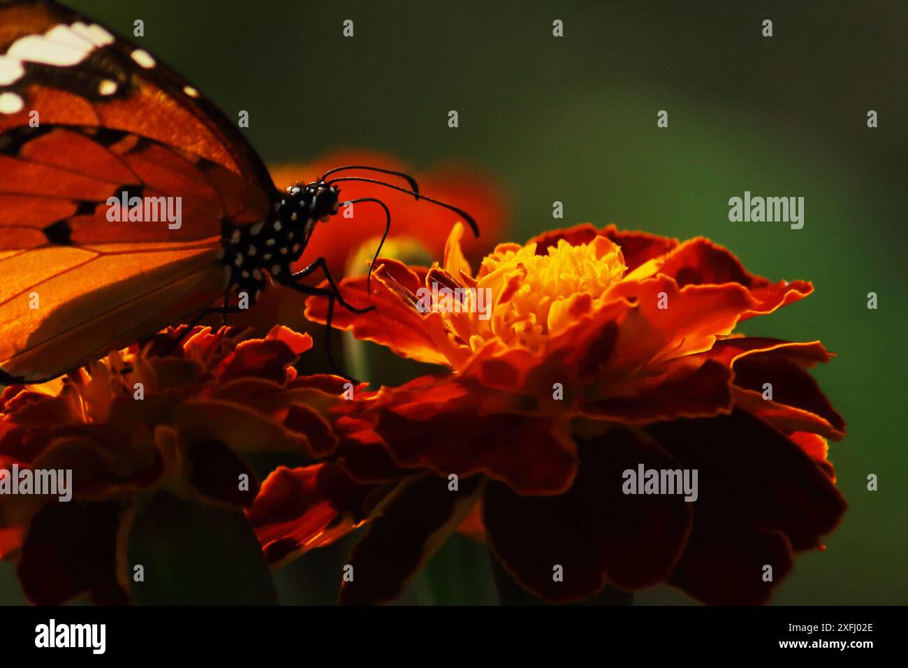 beautiful plain tiger butterfly also known as african queen or african ...