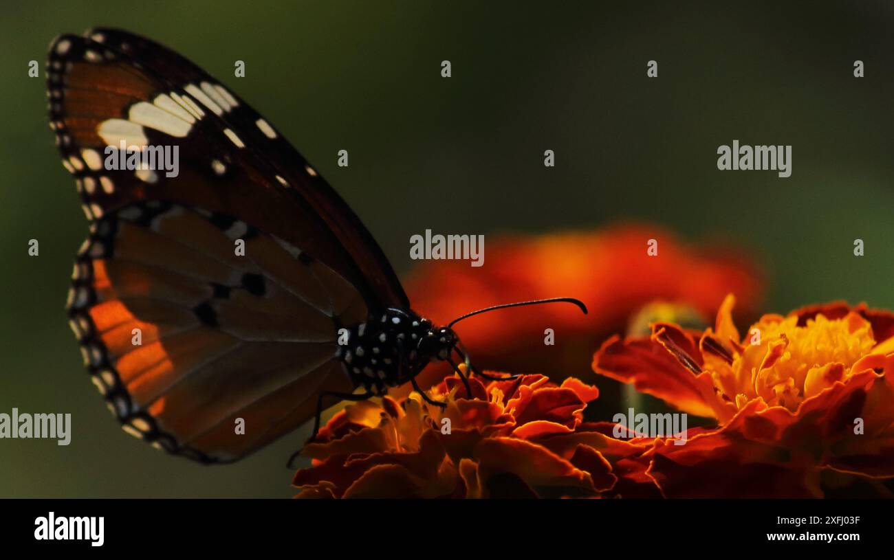 African monarch butterflies hi-res stock photography and images - Alamy