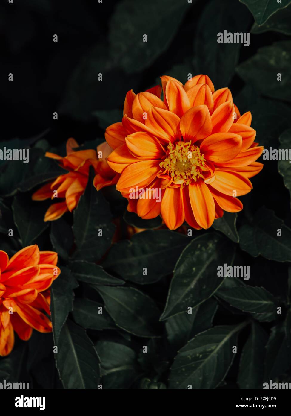 Dahlia pinnata Flower Stock Photo - Alamy