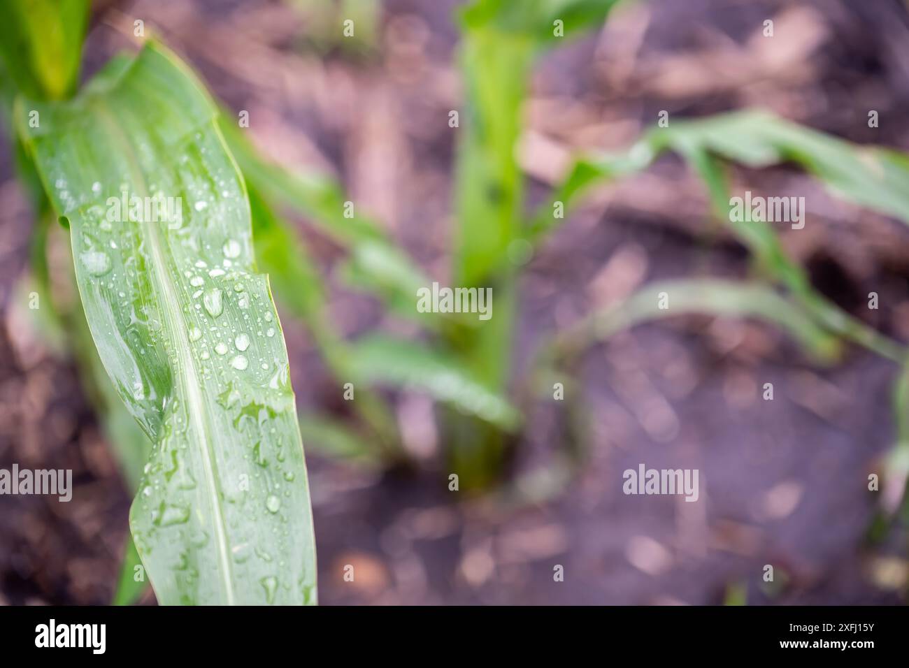 Selective focus on condensation of beaded water from rain on the broad ...