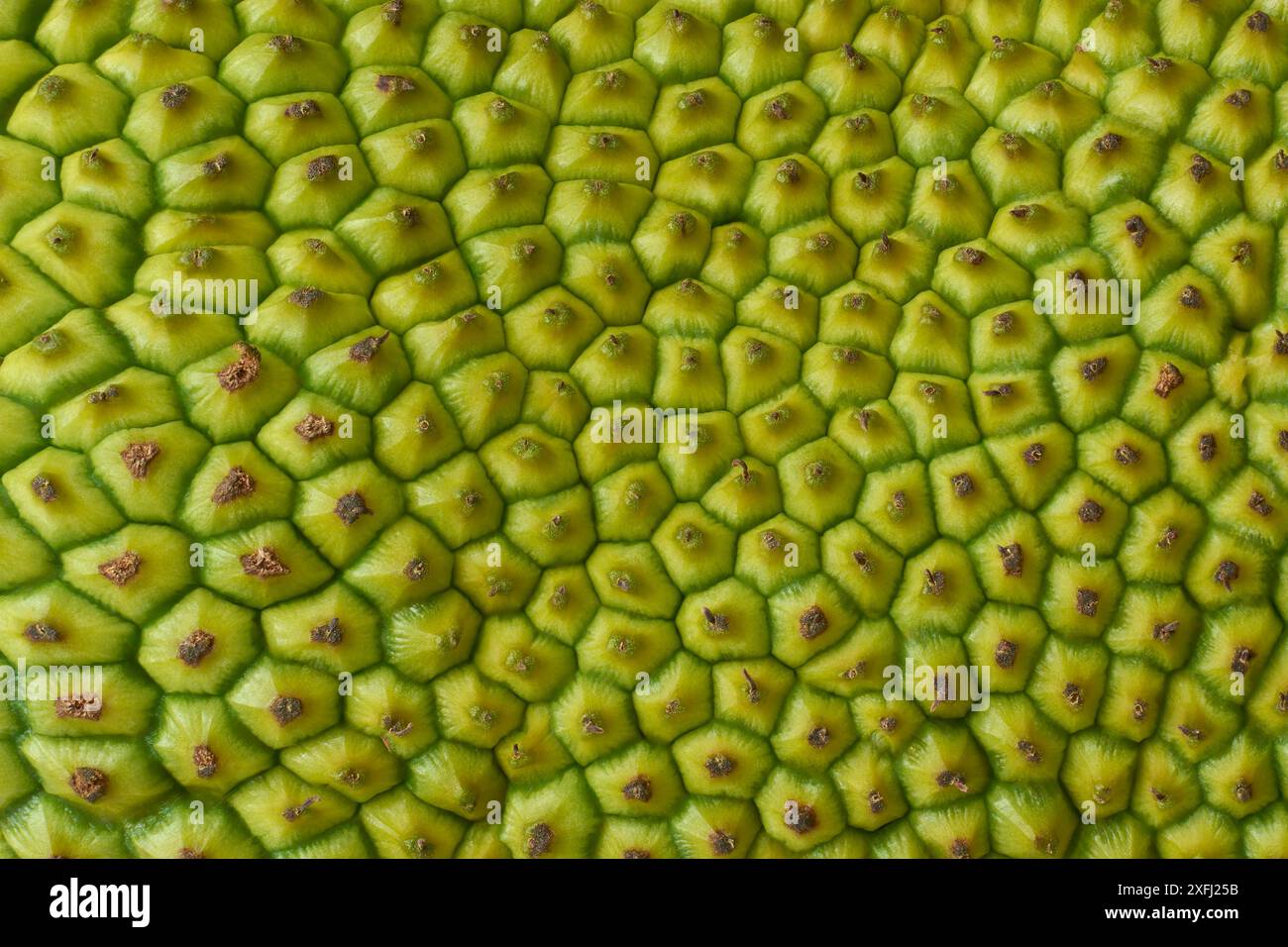 close-up of jackfruit skin surface abstract, yellowish green rough ...