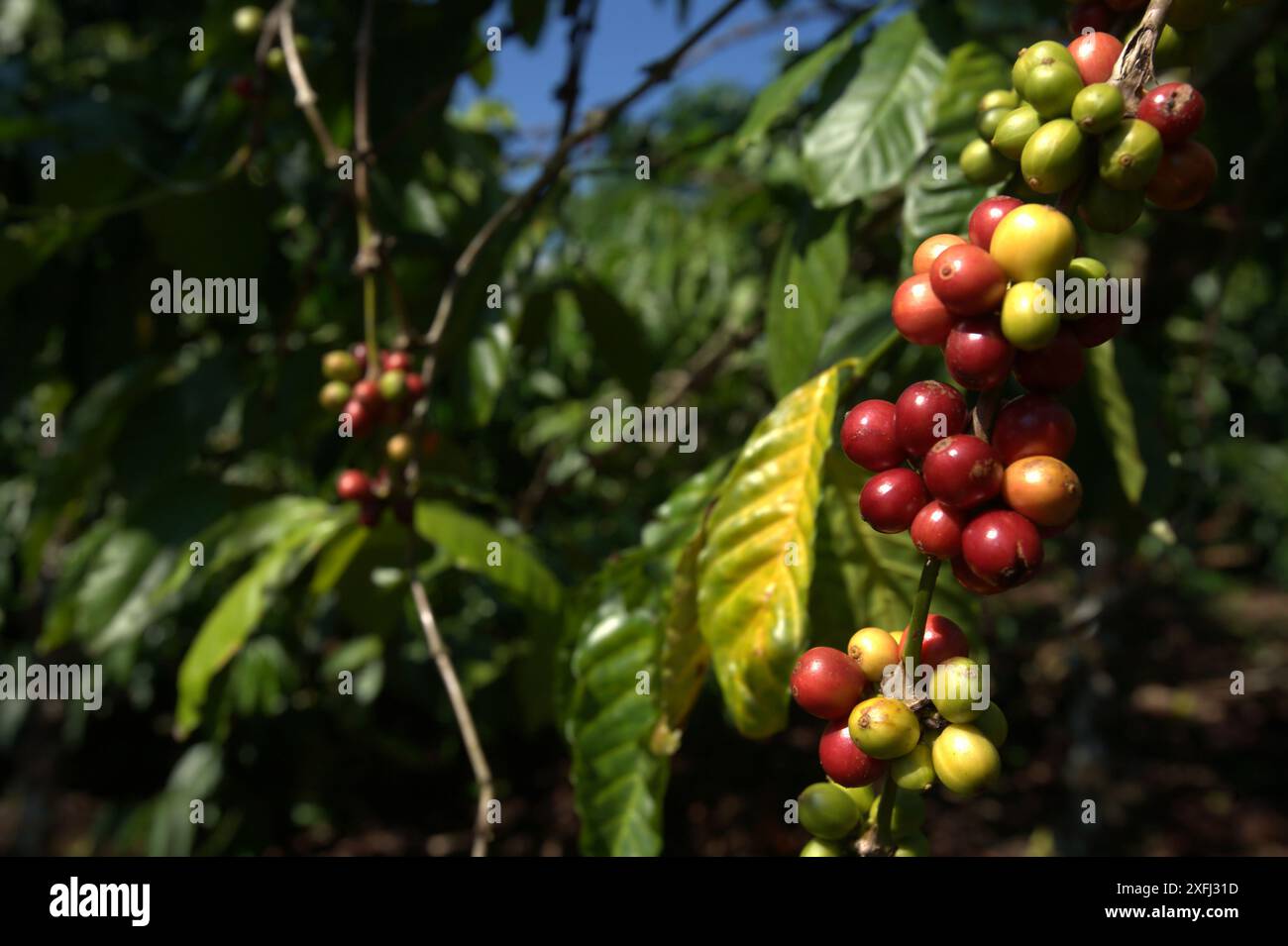 Sumatran coffee farm hi-res stock photography and images - Alamy