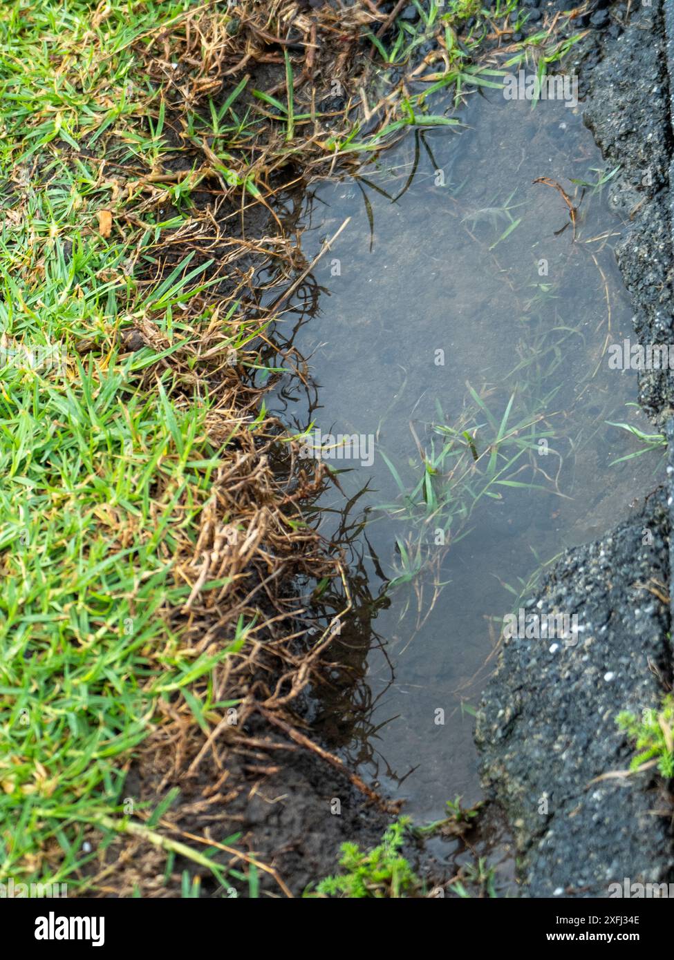 A puddle of water in the grass lawn Stock Photo - Alamy