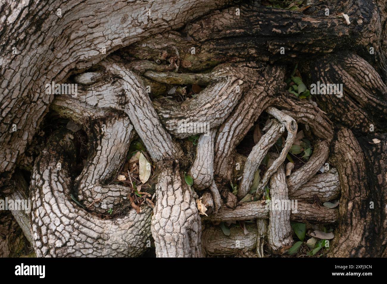 Texture of Root Plant for nature background Stock Photo - Alamy