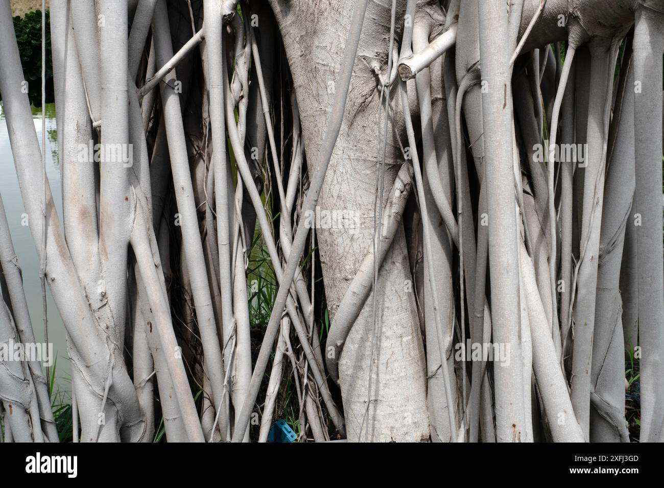 Texture of Root Plant for nature background Stock Photo - Alamy