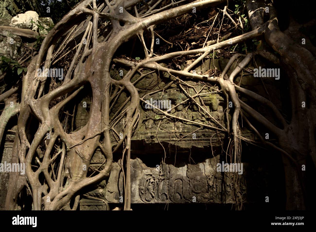 Bas-relief above an entrance at Ta Prohm temple, behind the roots of ...