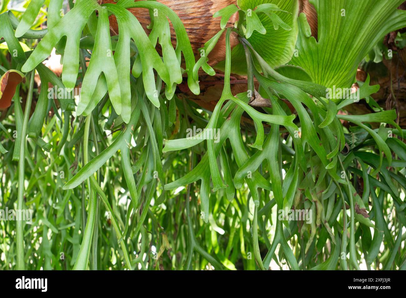 Staghorn Ferns or Elkhorn ferns in nature background Stock Photo - Alamy
