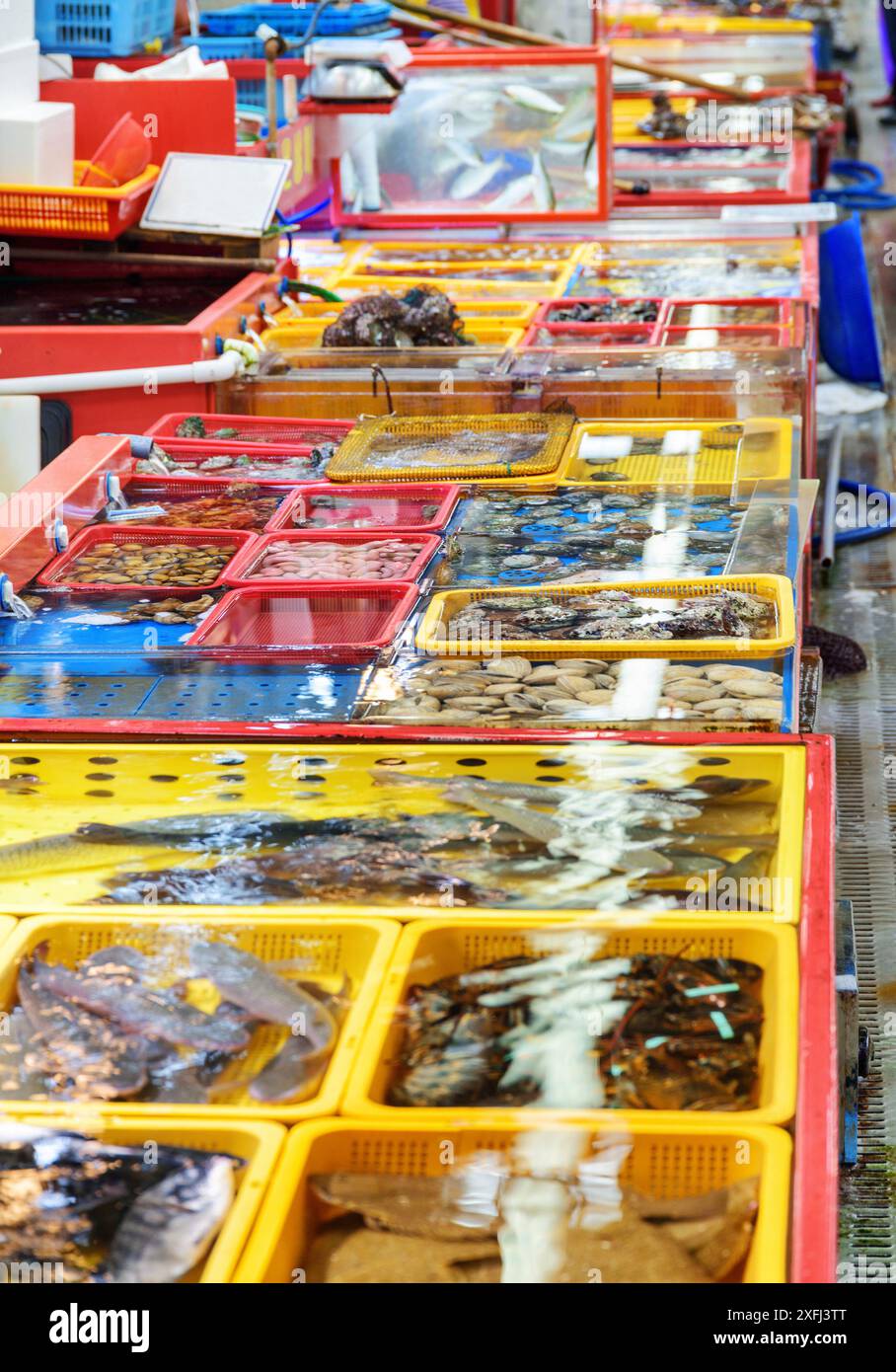 Live and freshly caught seafood at fish market. Wide range of fish ...