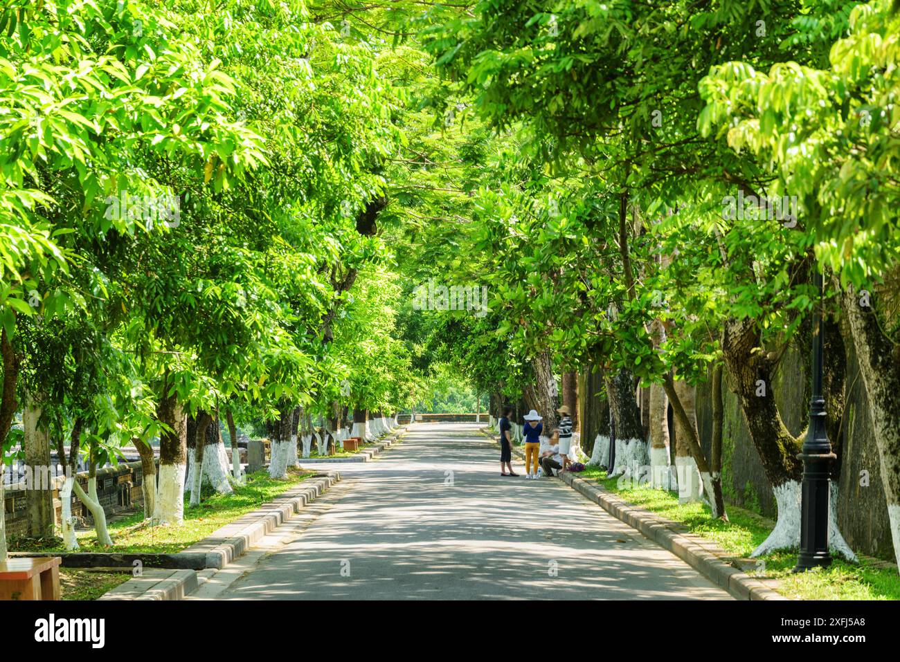 Amazing green shady road on summer sunny day at the Imperial City in ...