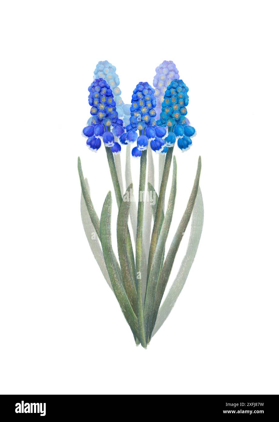 Hyacinth serene blue Cut Out Stock Images & Pictures - Alamy