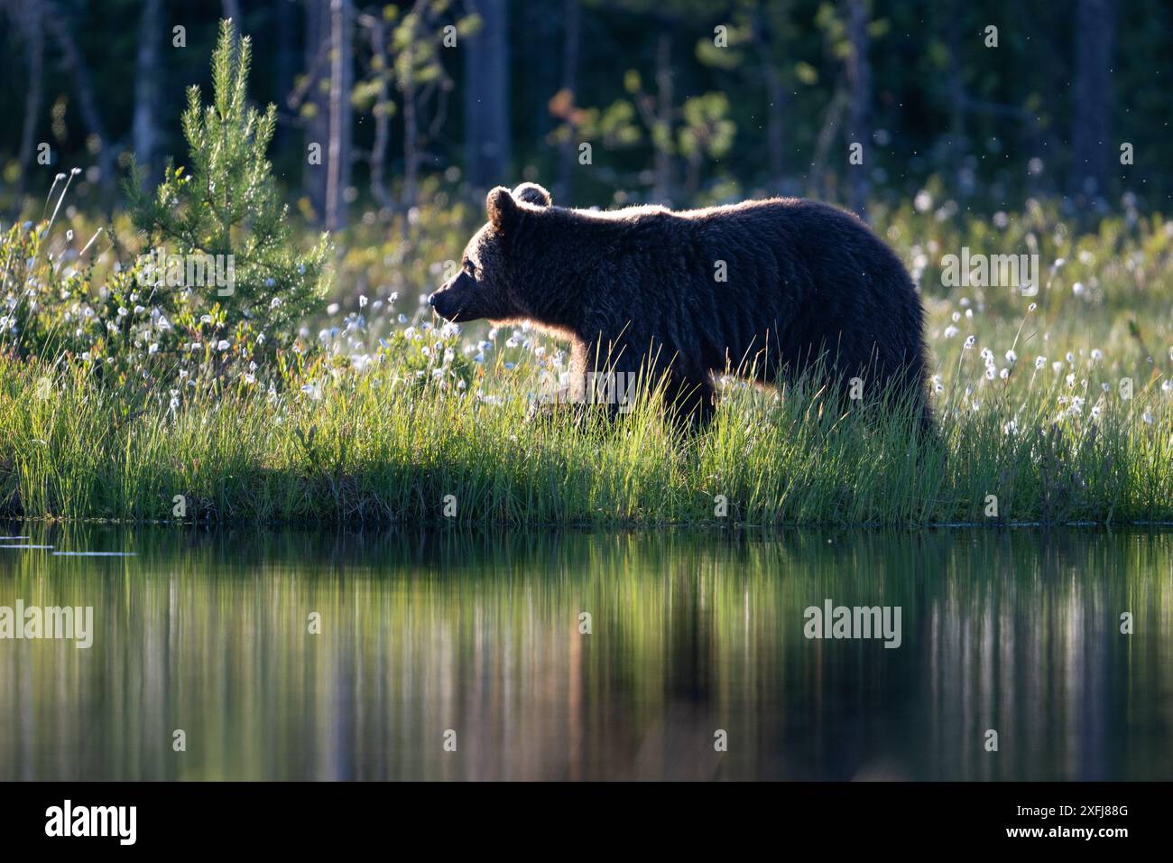 Falling bear tree hi-res stock photography and images - Alamy