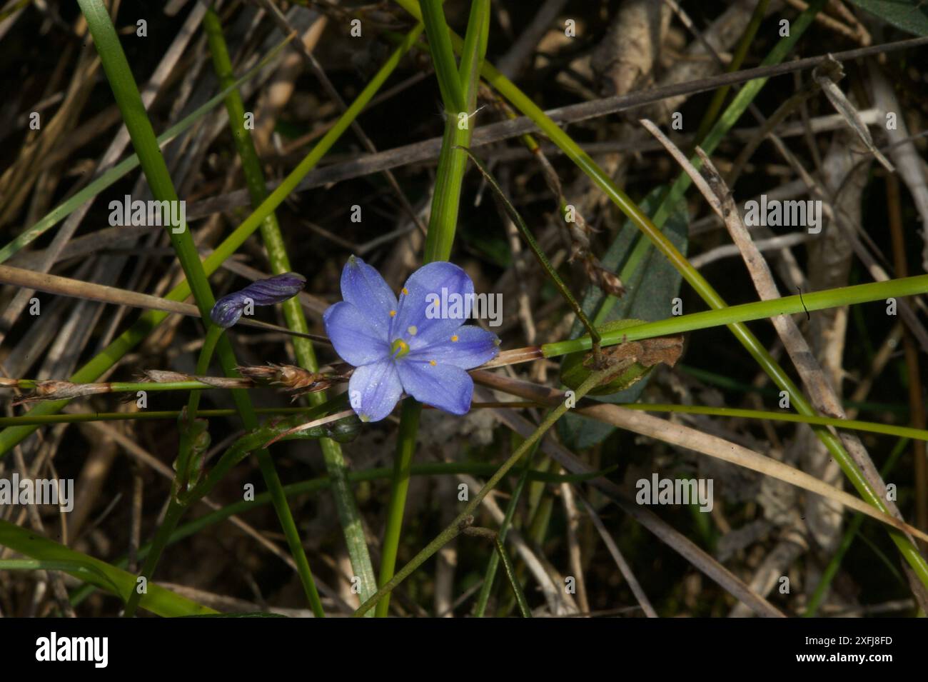 A solitary pale Blue Star (Chamaescilla Corymbosa) lights up the ...