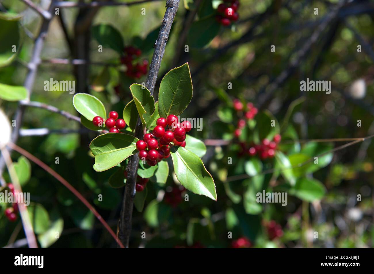 Saltbush hi-res stock photography and images - Alamy