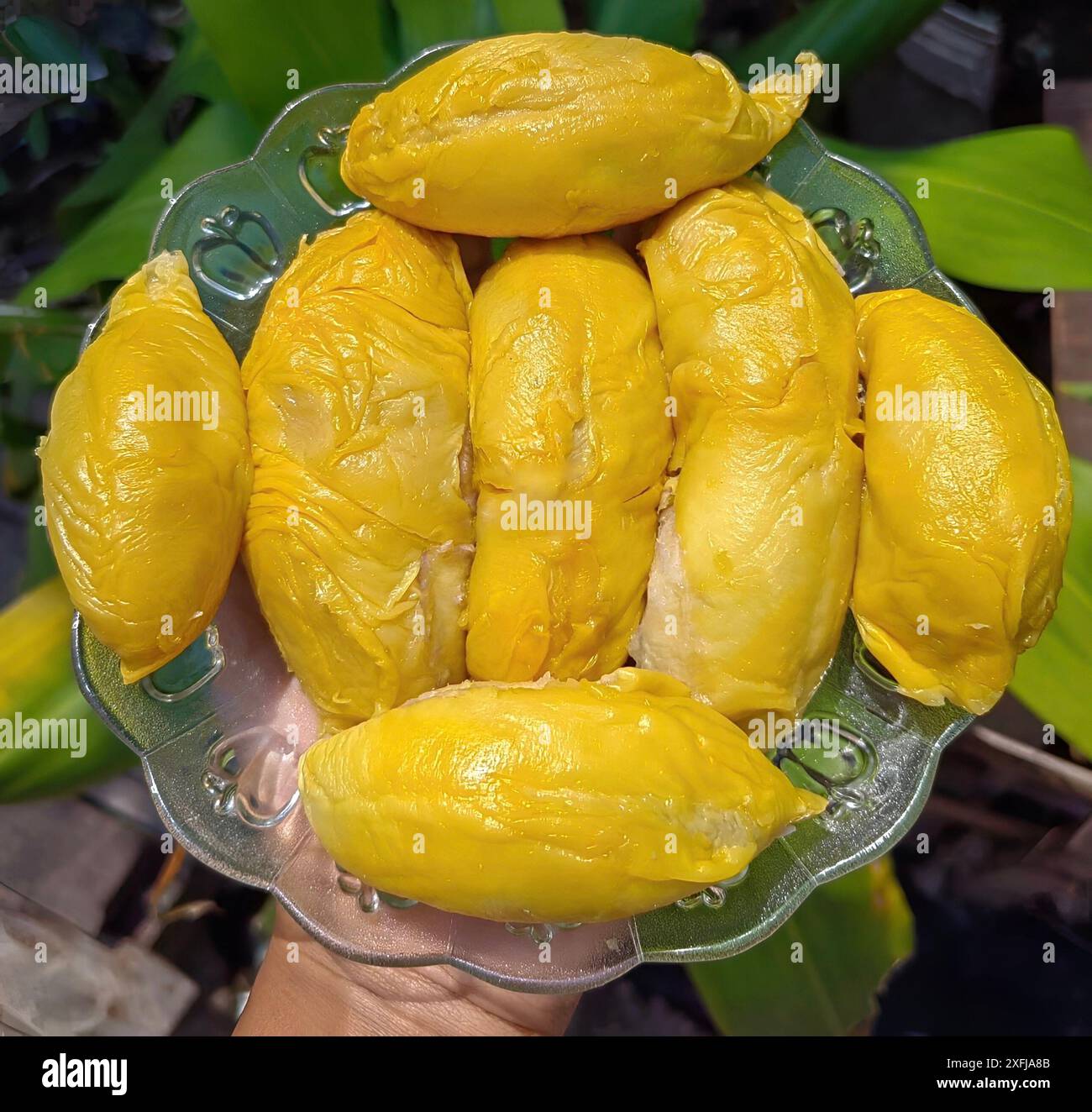 A clear glass plate filled with ripe, yellow durian fruit segments ...