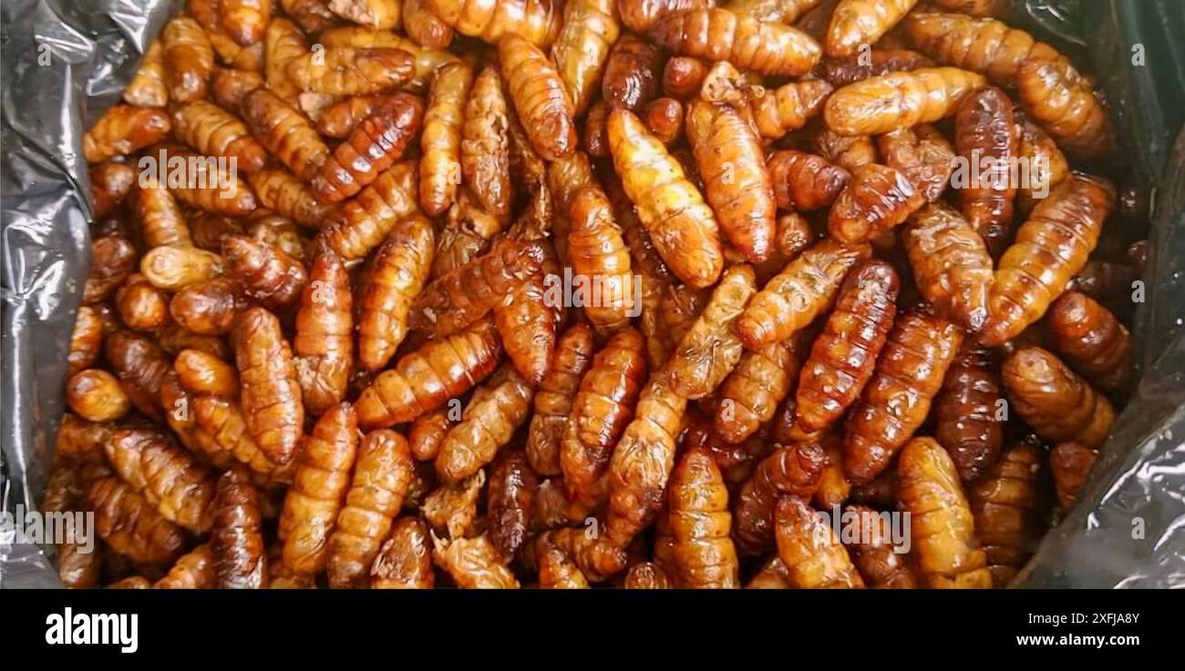 Fried silkworm pupae, a traditional snack Stock Photo - Alamy