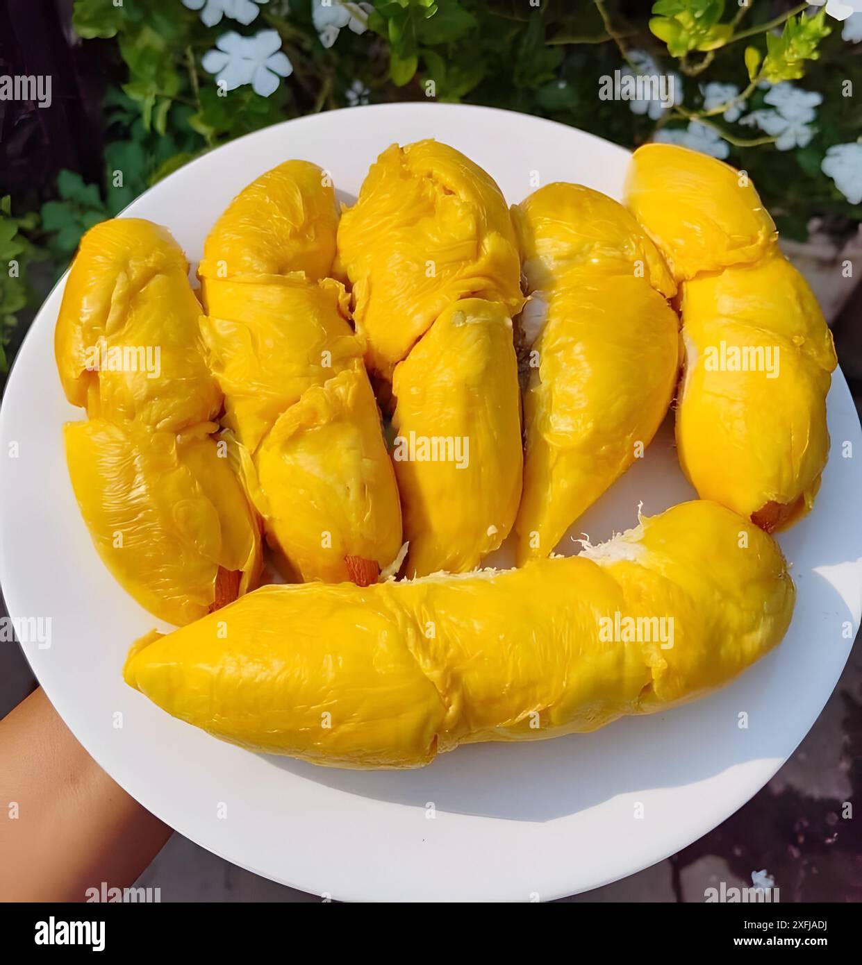 Hand holding ripe durian fruit hi-res stock photography and images - Alamy