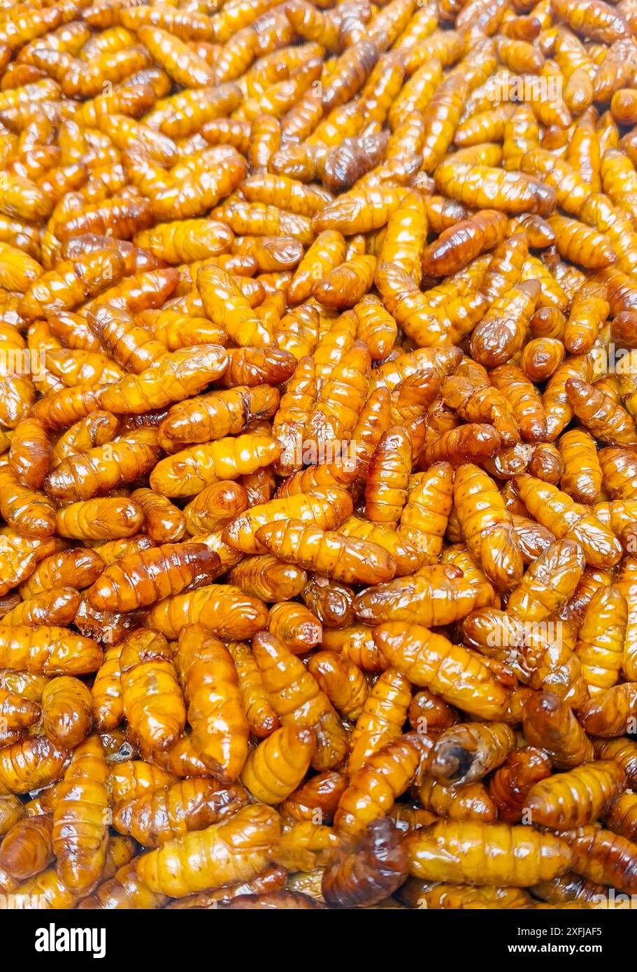 Silkworm pupae as food hi-res stock photography and images - Alamy