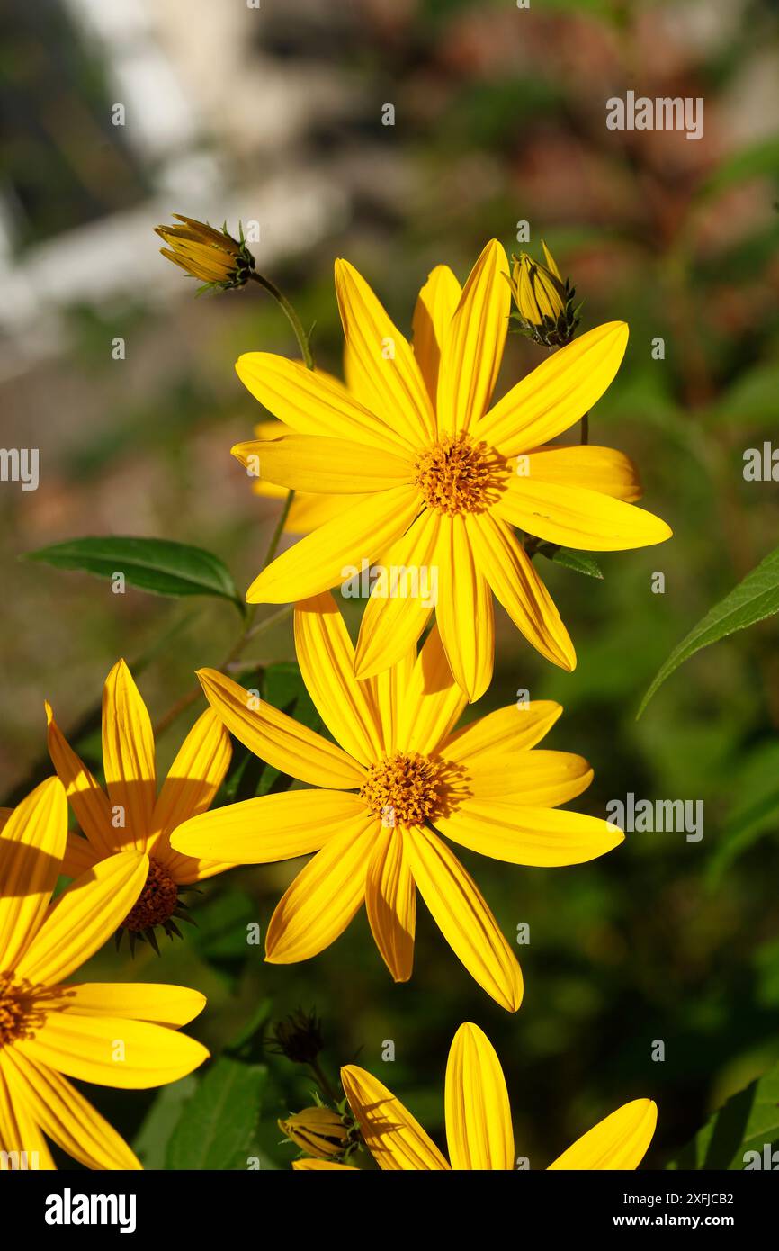flowering yellow coneflower, flowers, Germany Stock Photo - Alamy
