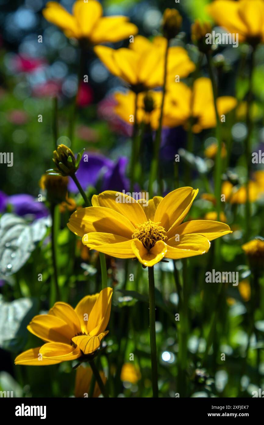 Bidens Ferulifolia, Goldilocks Rocks or Apache Beggarticks, yellow ...