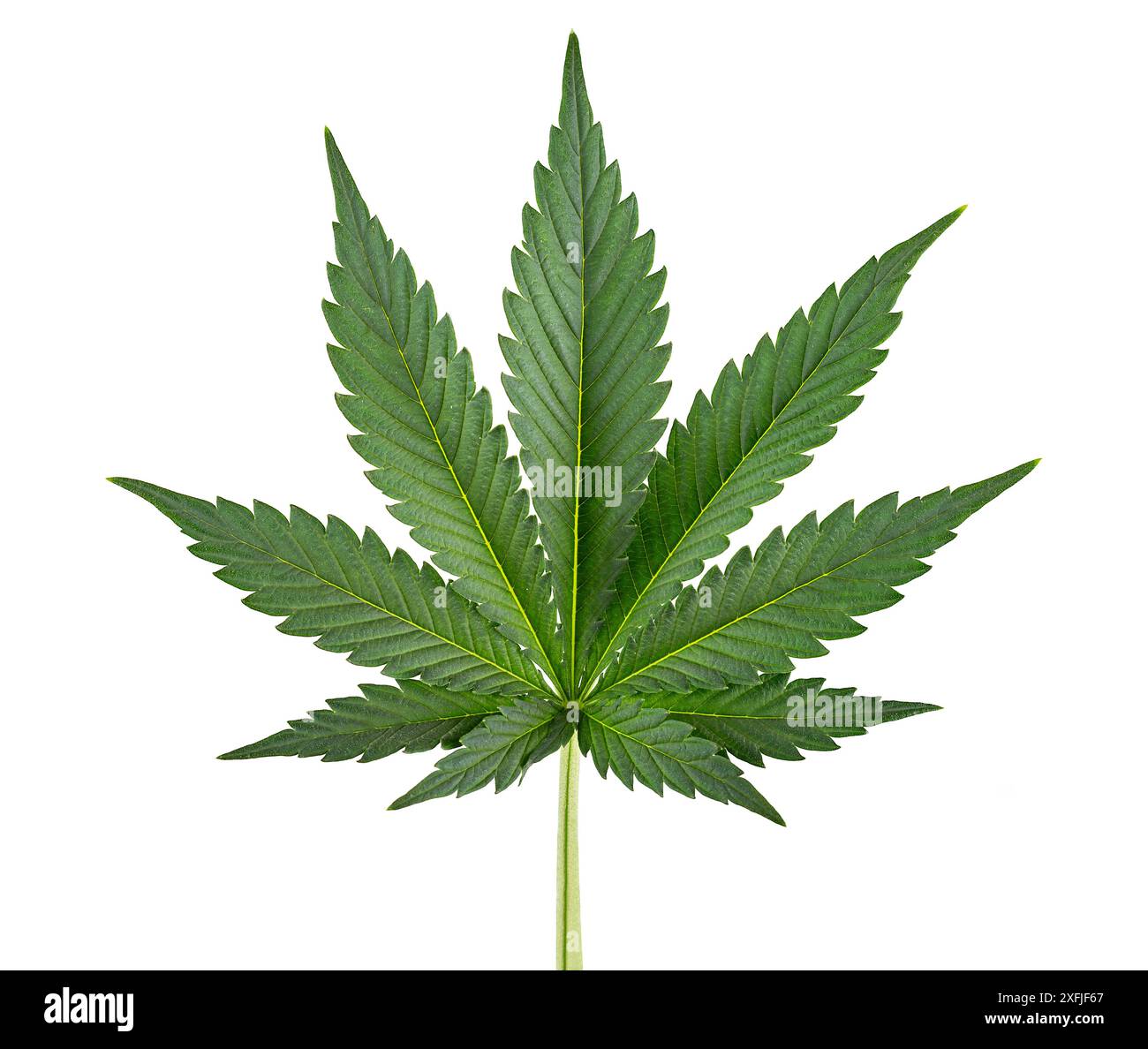 fresh and healthy green cannabis leaf isolated on white background. CBD ...