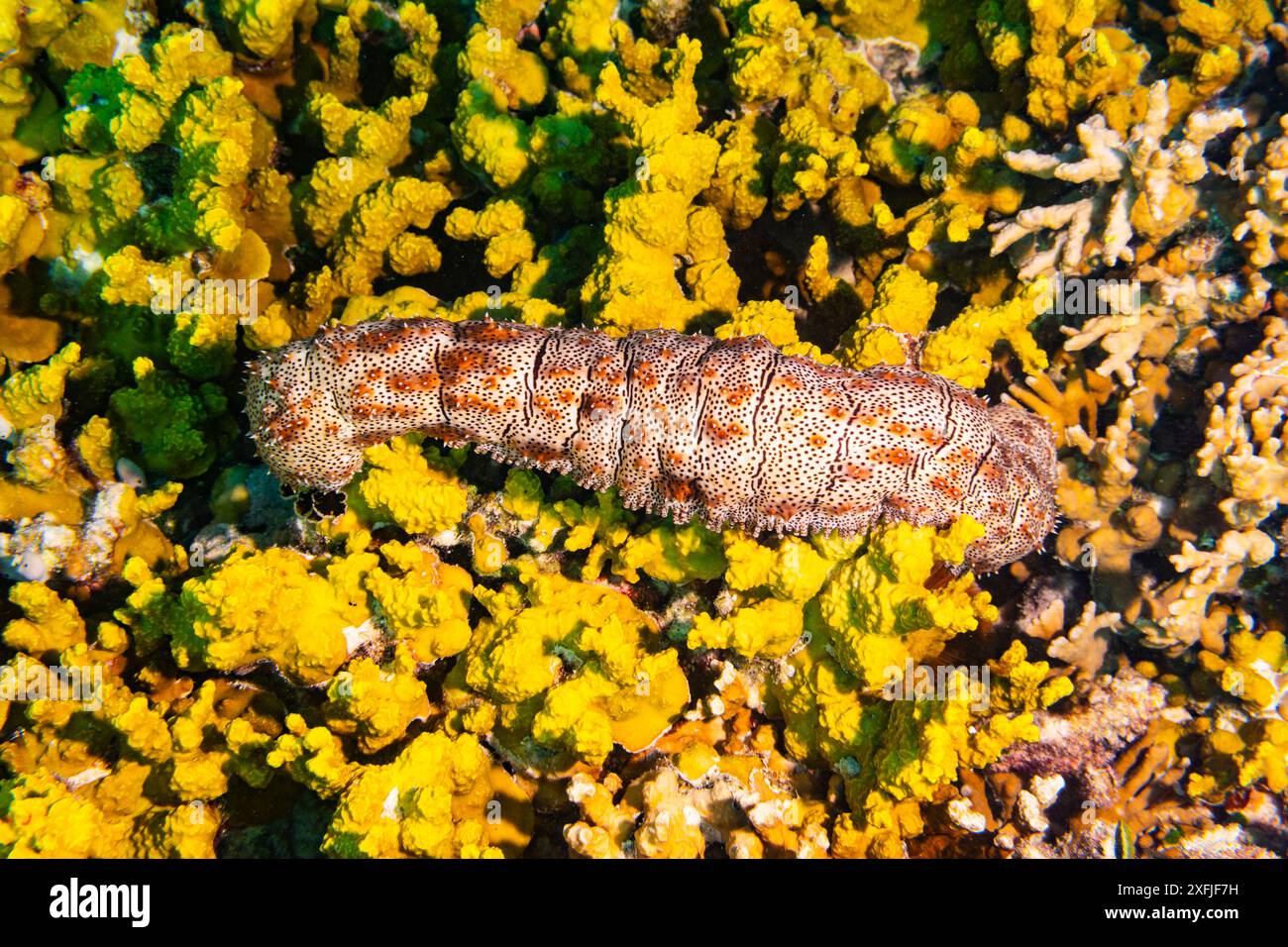 sea cucumber on colorful yellow green coral reef. underwater marine sea ...
