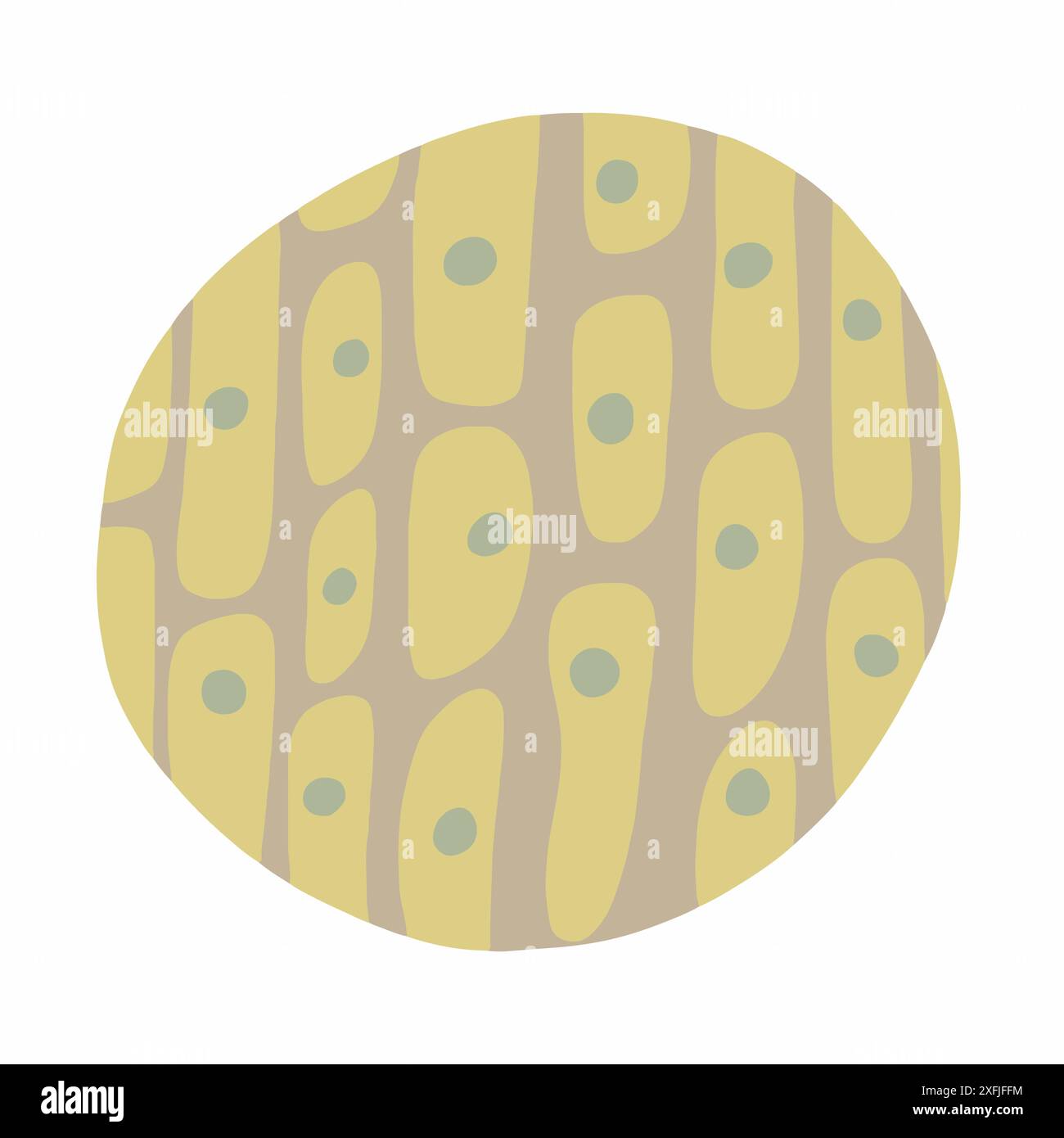 Plant cells macro Cut Out Stock Images & Pictures - Alamy