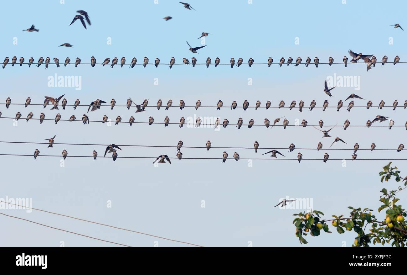 Big flock of swallows and Sand martins (Riparia riparia) sits on wires ...