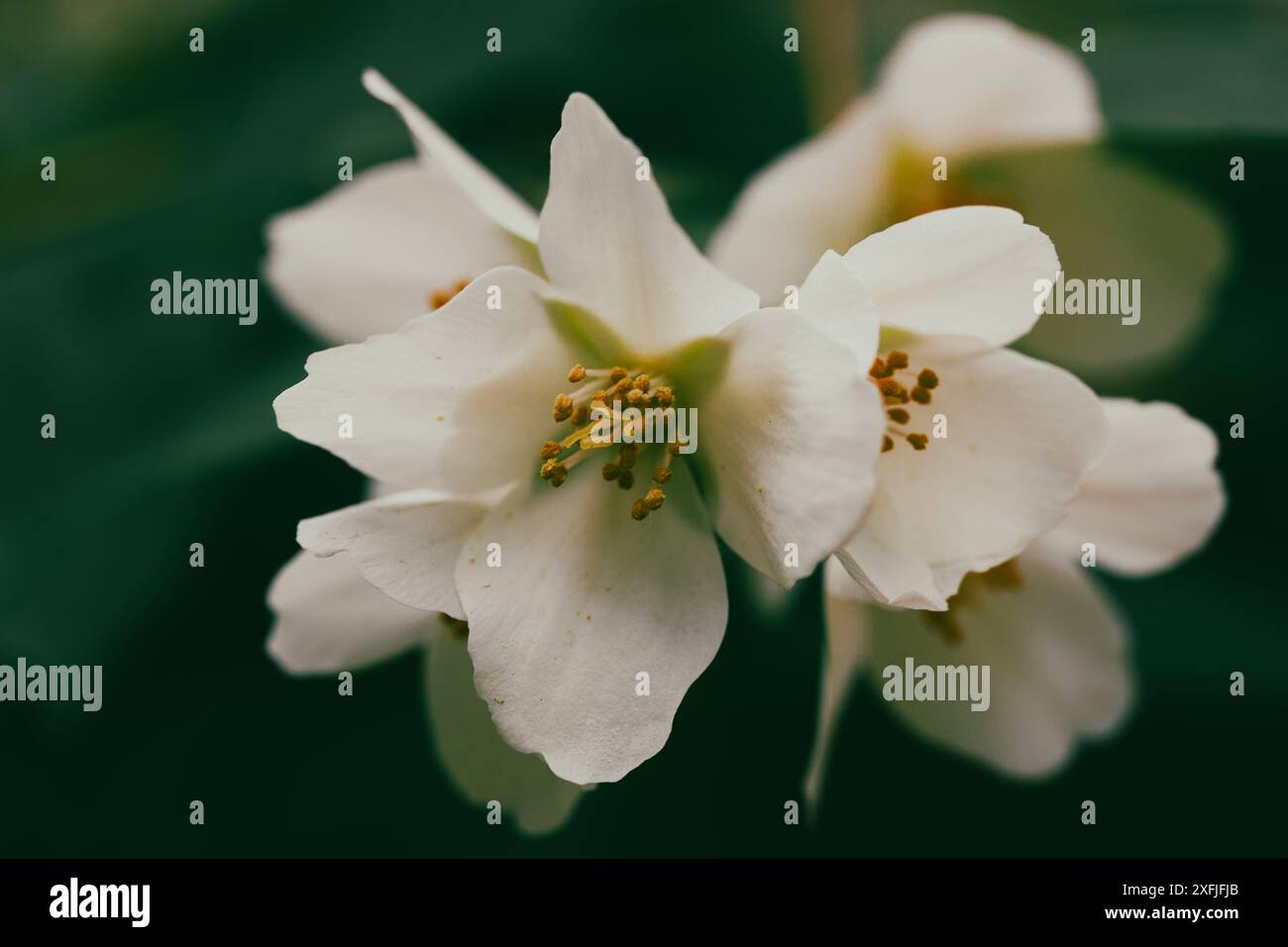 White jasmine flowers on a flowering shrub in spring garden. Small fragrant flower buds. Floral ...