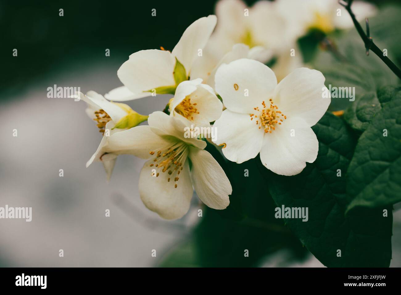 White jasmine flowers on a flowering shrub in spring garden. Small fragrant flower buds. Floral ...