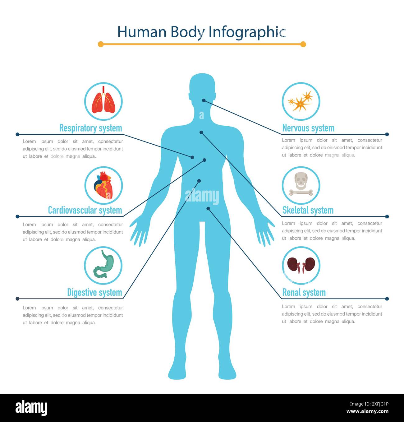 Human body infographic concept, flat vector illustration Stock Vector ...