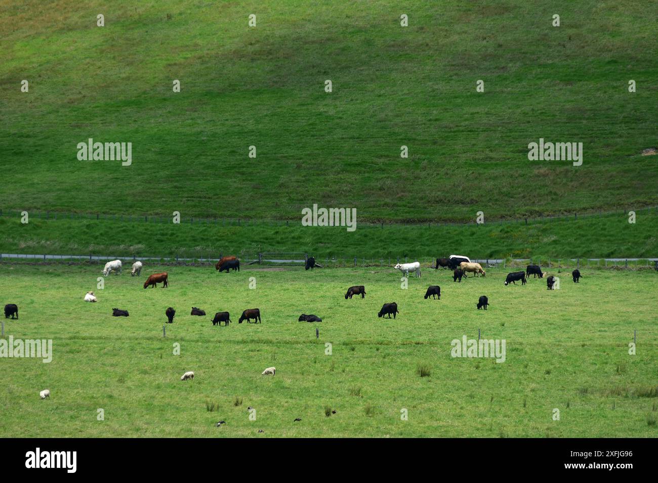 Cows of various colours grazing in fenced paddock at foot of hill ...