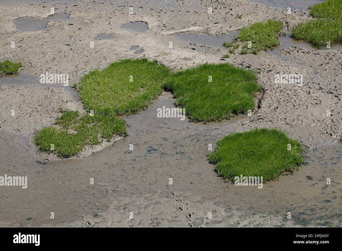 Grasses and silt in mudflats at low tide, Germany Stock Photo - Alamy
