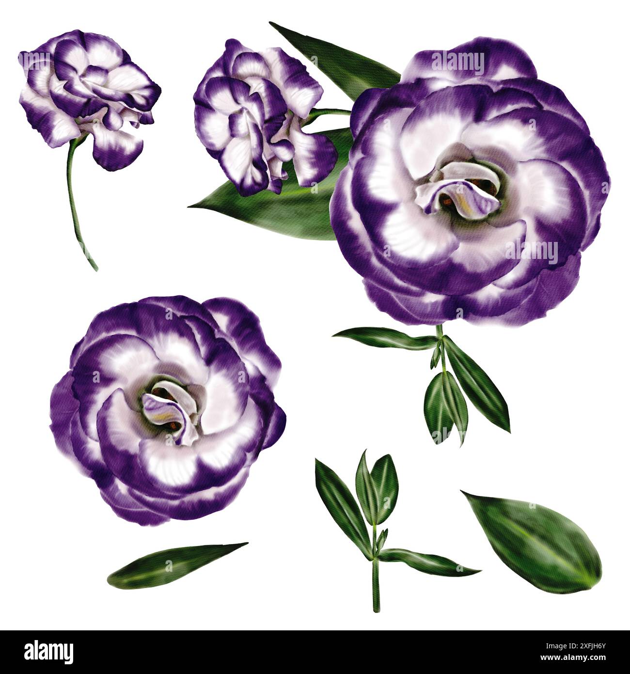 Eustoma and lisianthus. Set of white and purple flowers. Digital ...