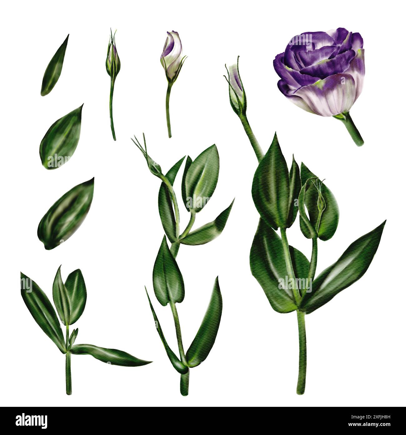 eustoma and lisianthus. Branches, leaves and buds. White and purple ...