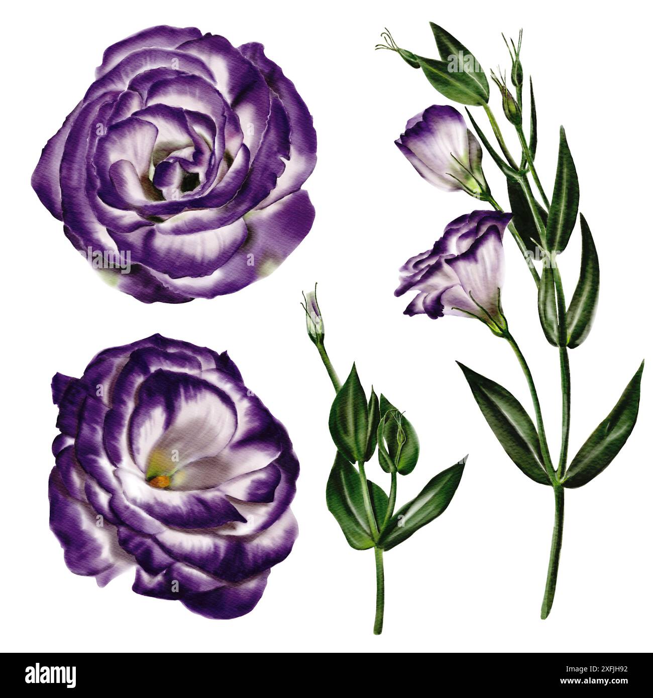 eustoma and lisianthus. white and purple color. Branches and large ...