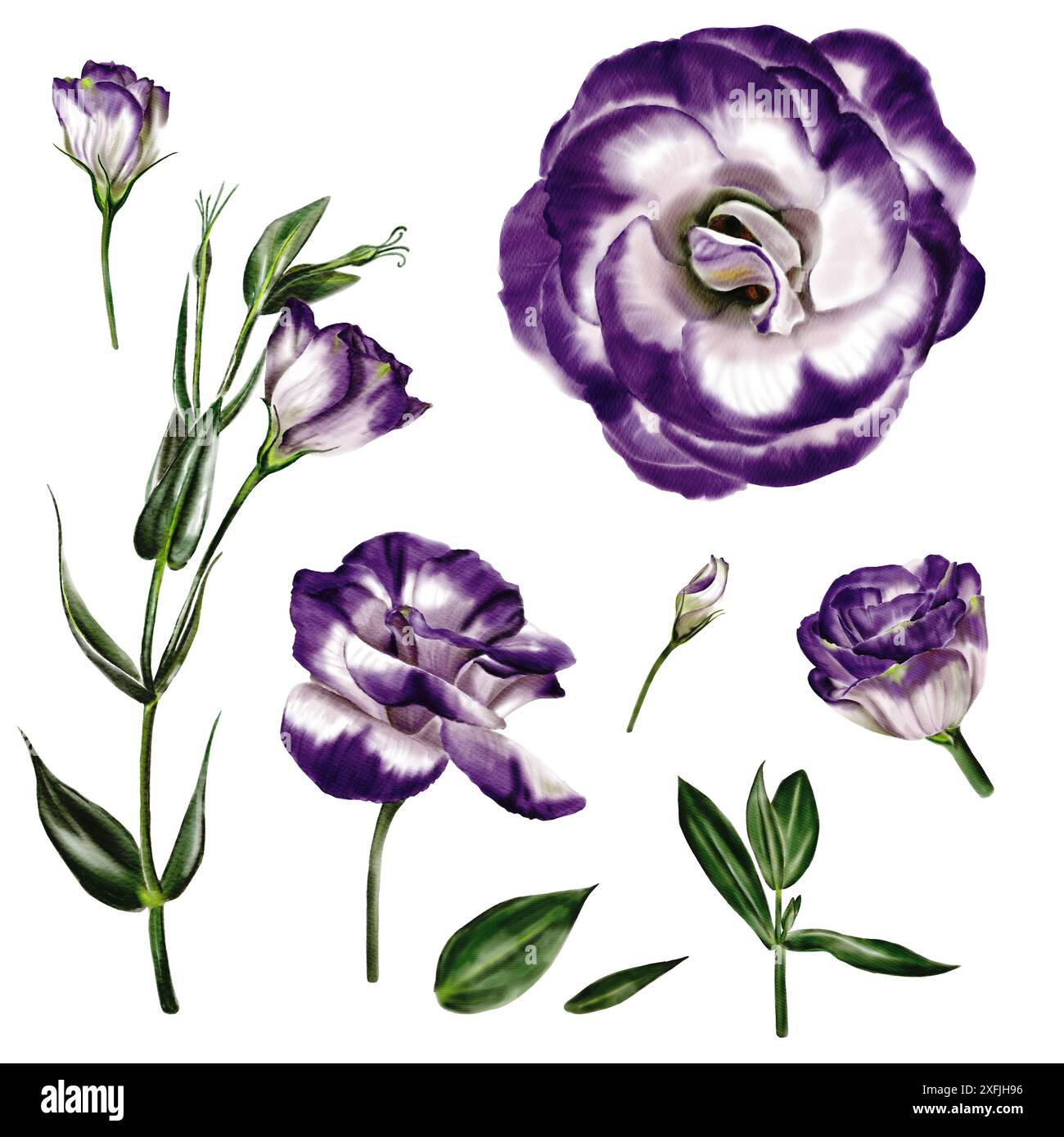 Eustoma lisianthus. Set of digital illustrations. Flowers of white and ...