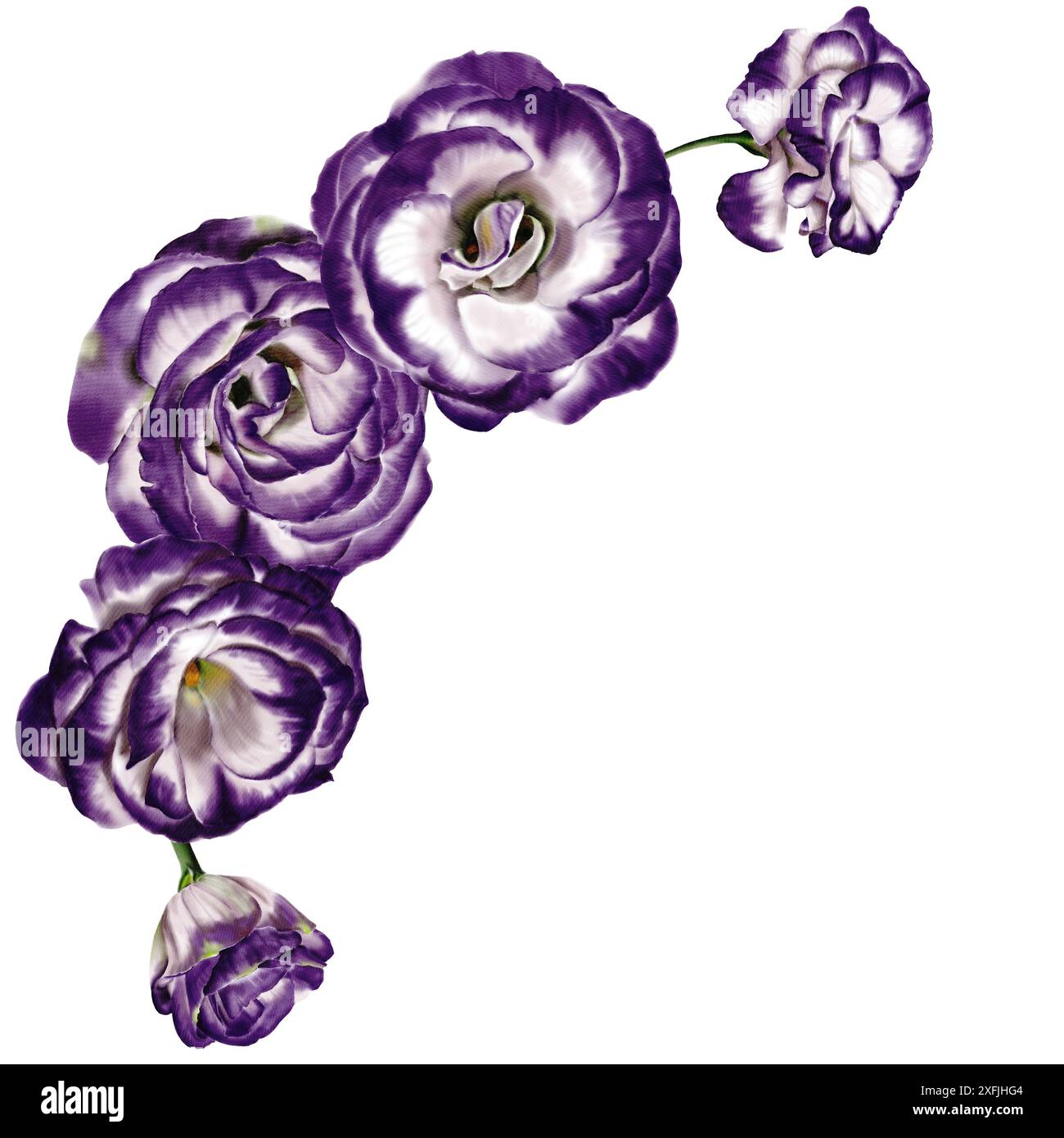 Large purple flowers of eustoma, lisianthus and bluebell. Composition ...