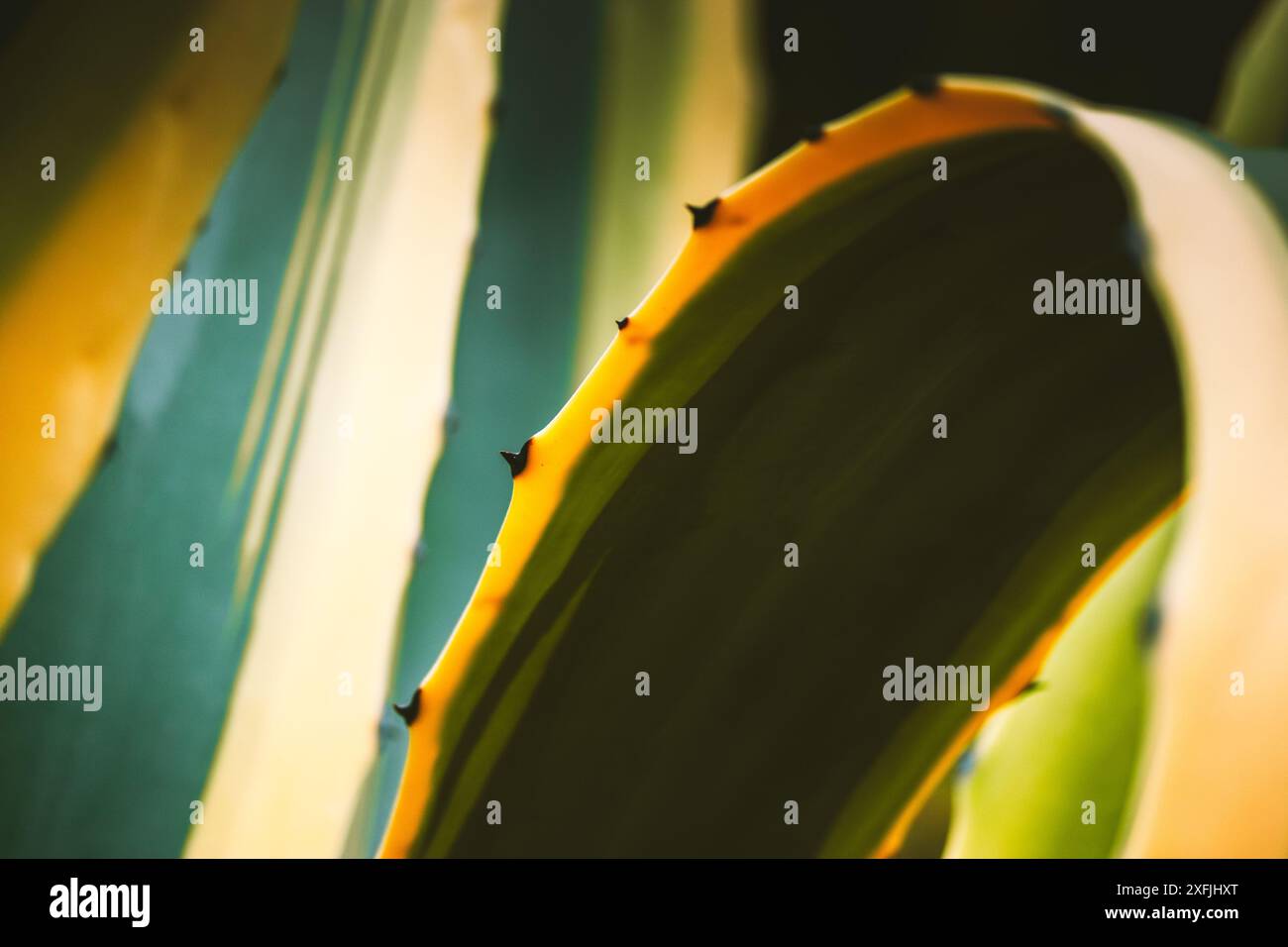 Agave Americana or century plant, maguey, American aloe green yellow ...