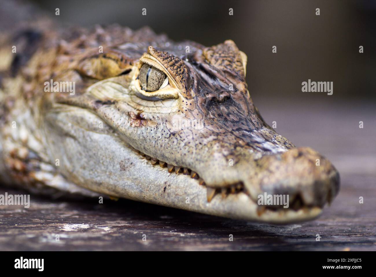 Real life alligator hi-res stock photography and images - Alamy