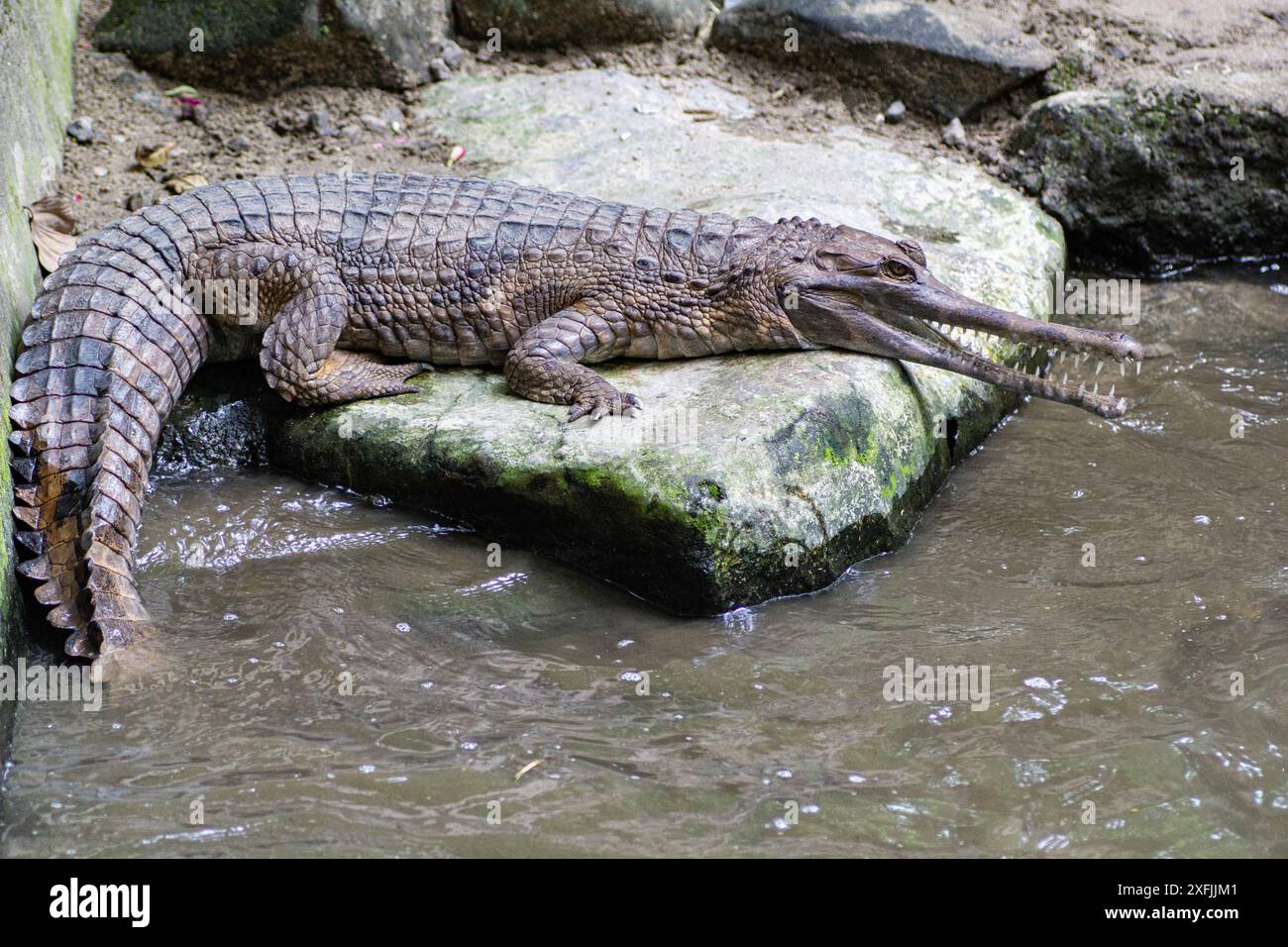 Real life alligator hi-res stock photography and images - Alamy