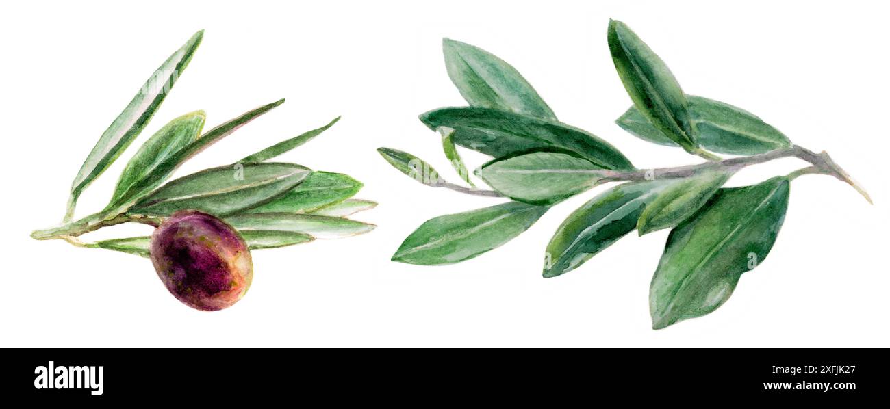 Watercolor illustration of olive branches and olives, perfect for ...
