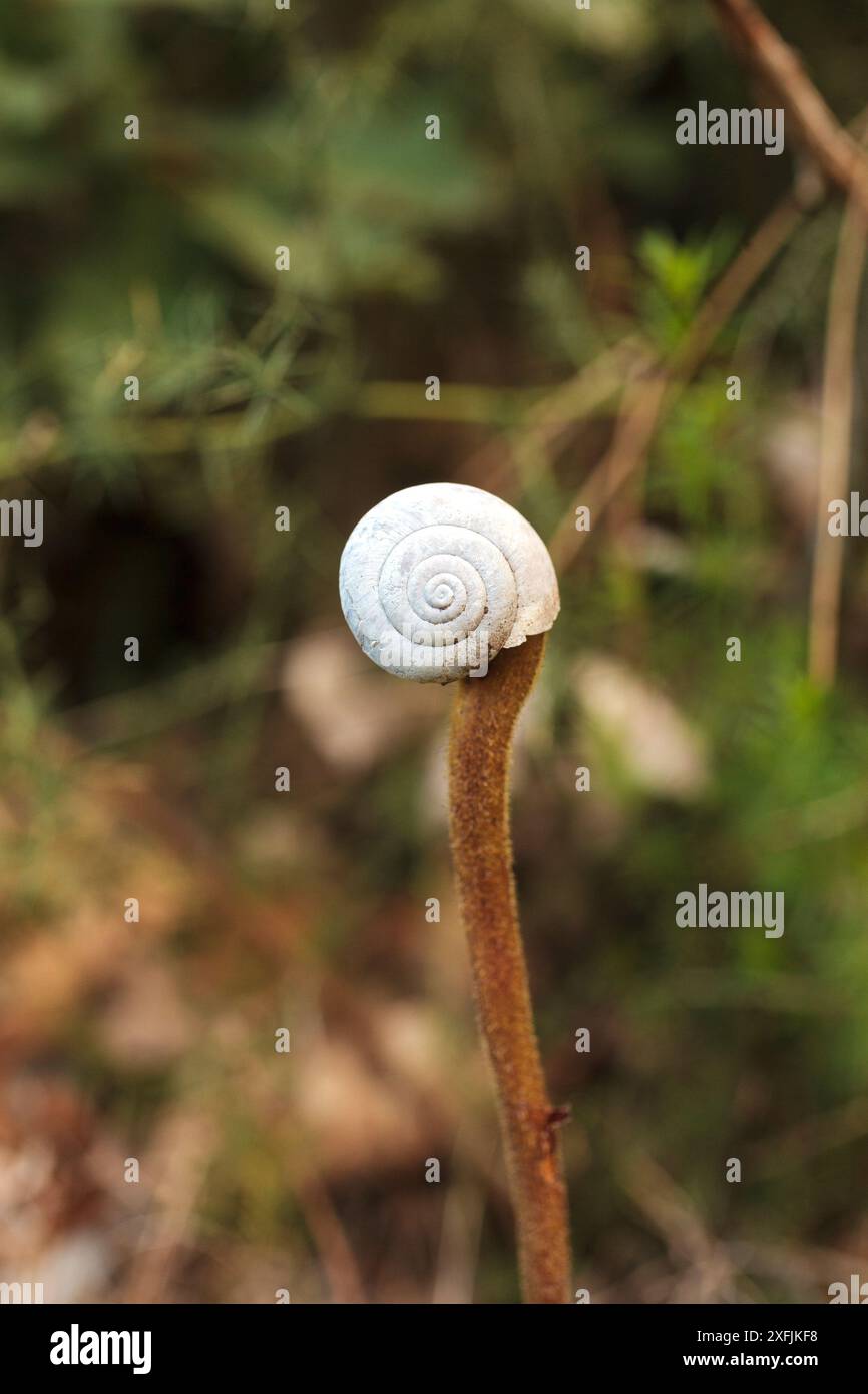 Photo of a dried snail shell left hanging on a dry branch of a plant ...